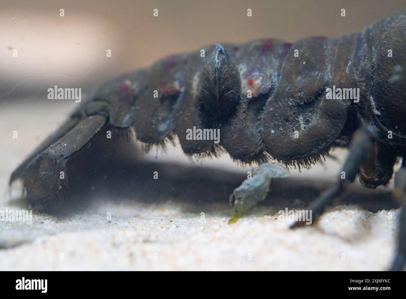 spiny cheeked crayfish Stock Photo - Alamy