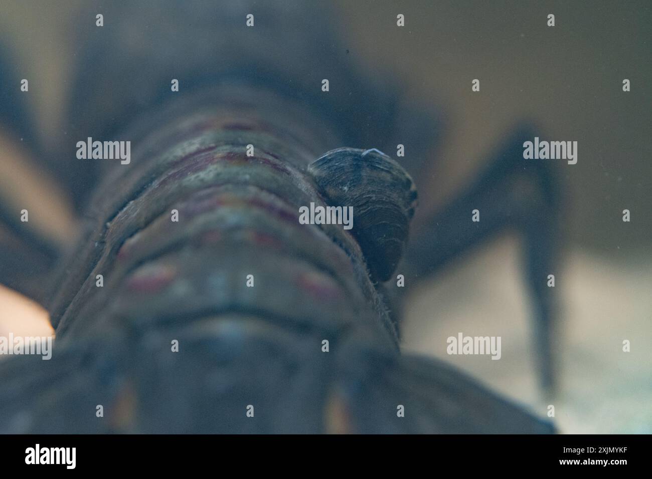 spiny cheeked crayfish Stock Photo - Alamy