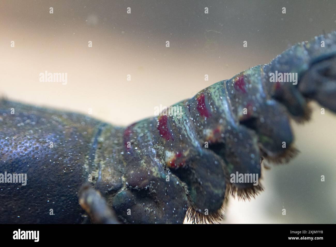 spiny cheeked crayfish Stock Photo - Alamy