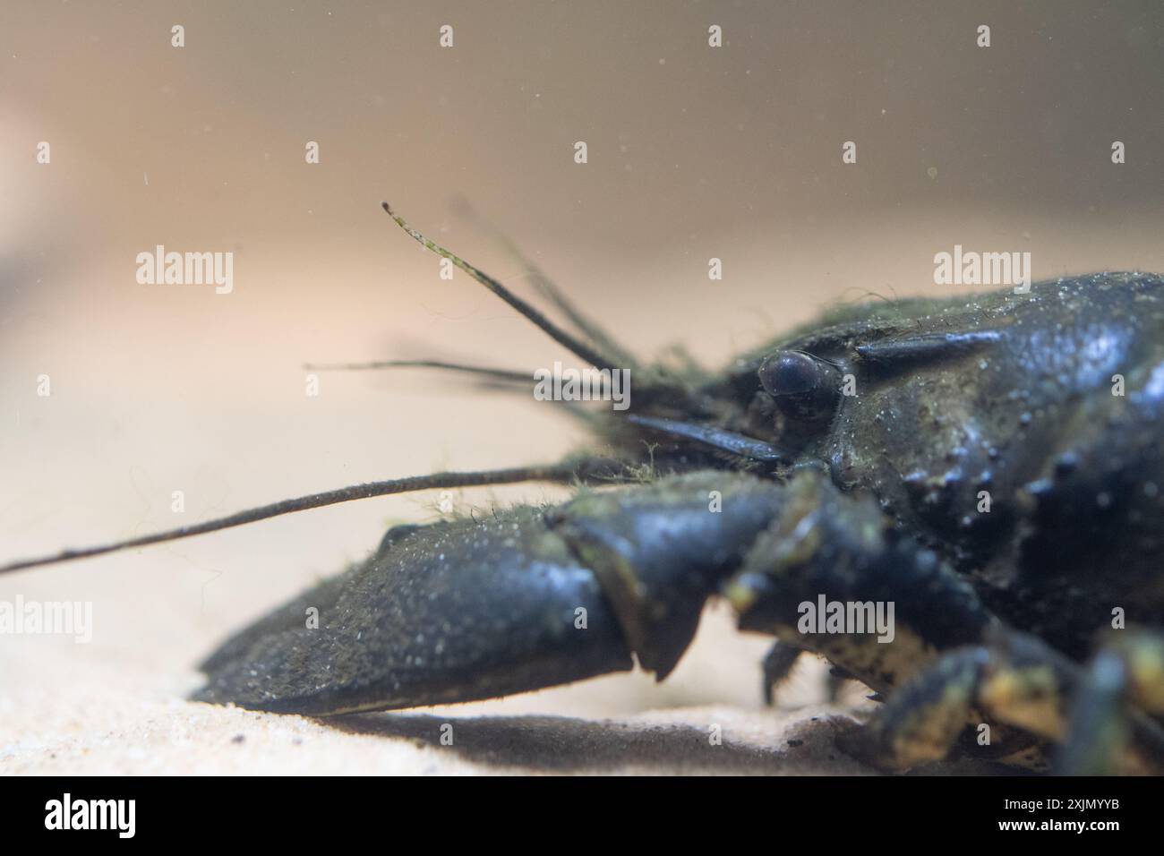 spiny cheeked crayfish Stock Photo - Alamy