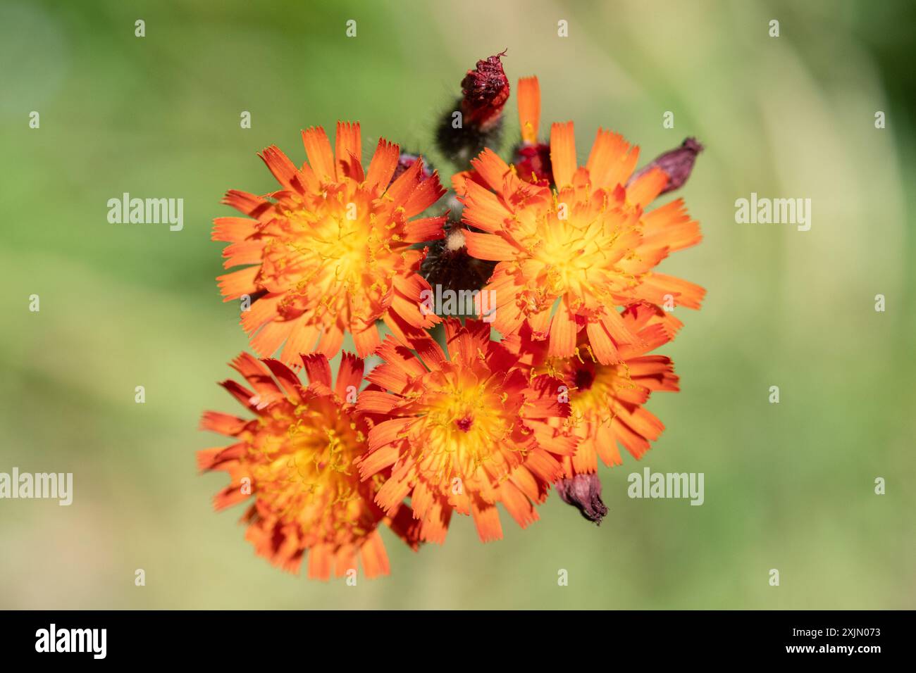 fox and cubs in flower Stock Photo - Alamy