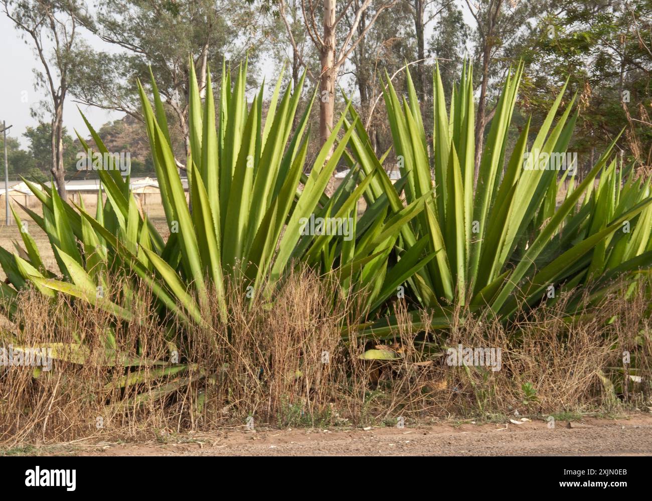Succulent plants at roadside hi-res stock photography and images - Alamy