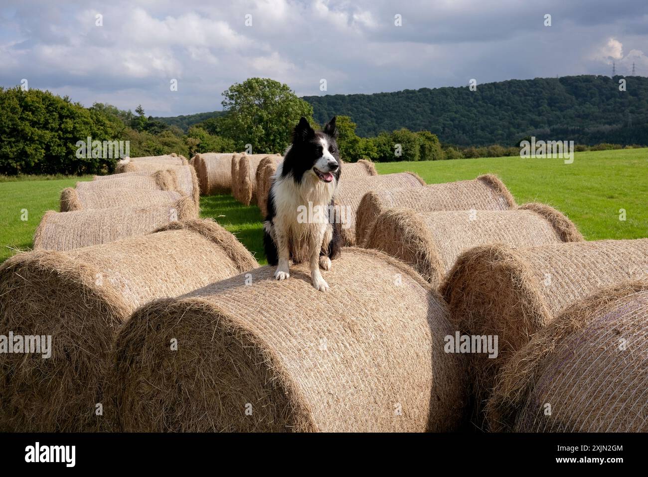 Border Collie sheep dog on hay bales on farm England, Britain, Uk Stock ...
