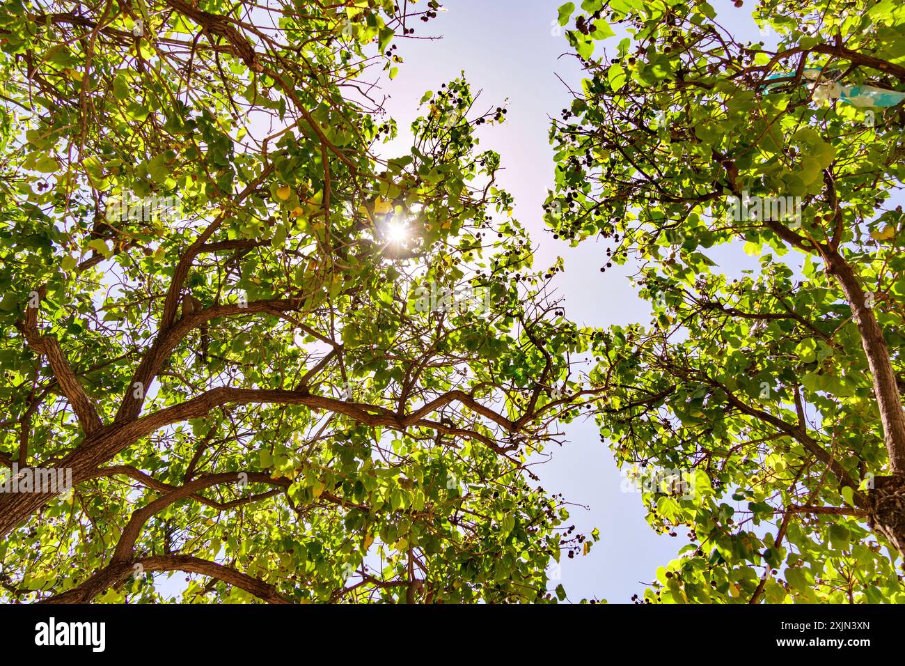 Observing the sun through the trees branches on a clear day Stock Photo ...