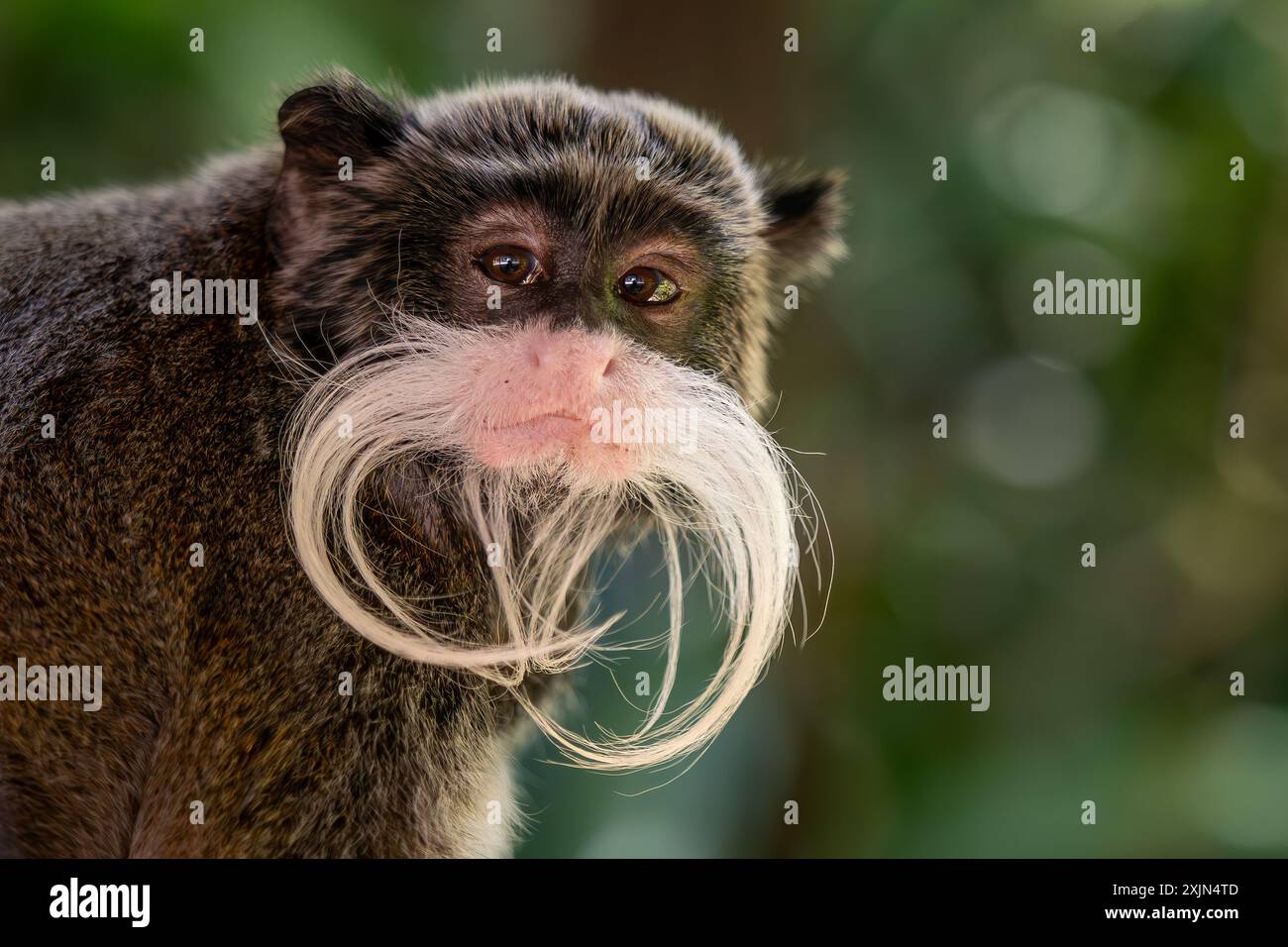 Emperor moustached tamarin hi-res stock photography and images - Alamy