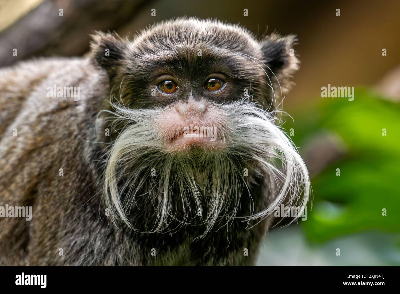 Emperor Tamarin - Saguinus imperator, portrait of small beautiful ...