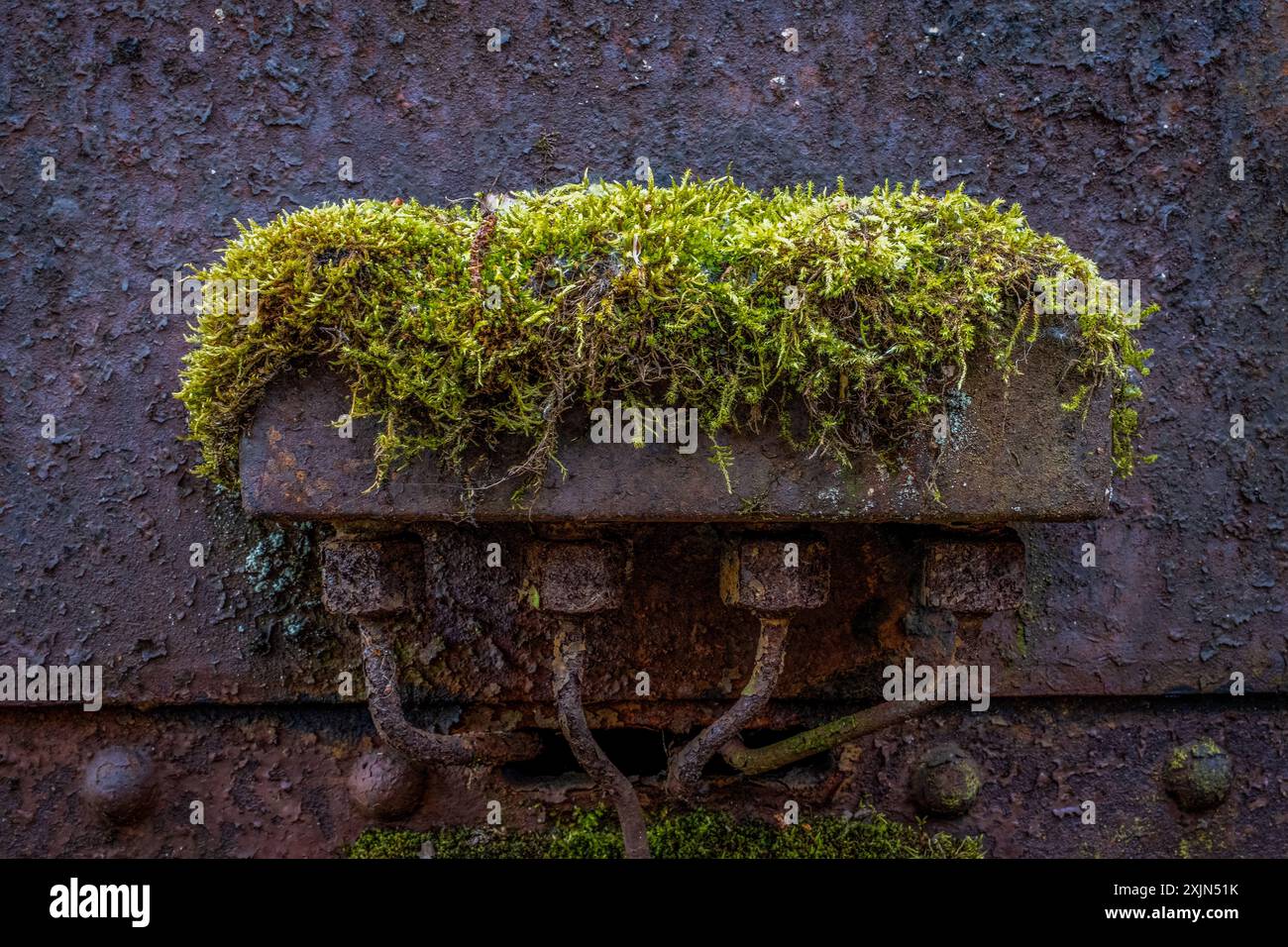 Old historic railway vehicles covered with moss and plants Stock Photo ...