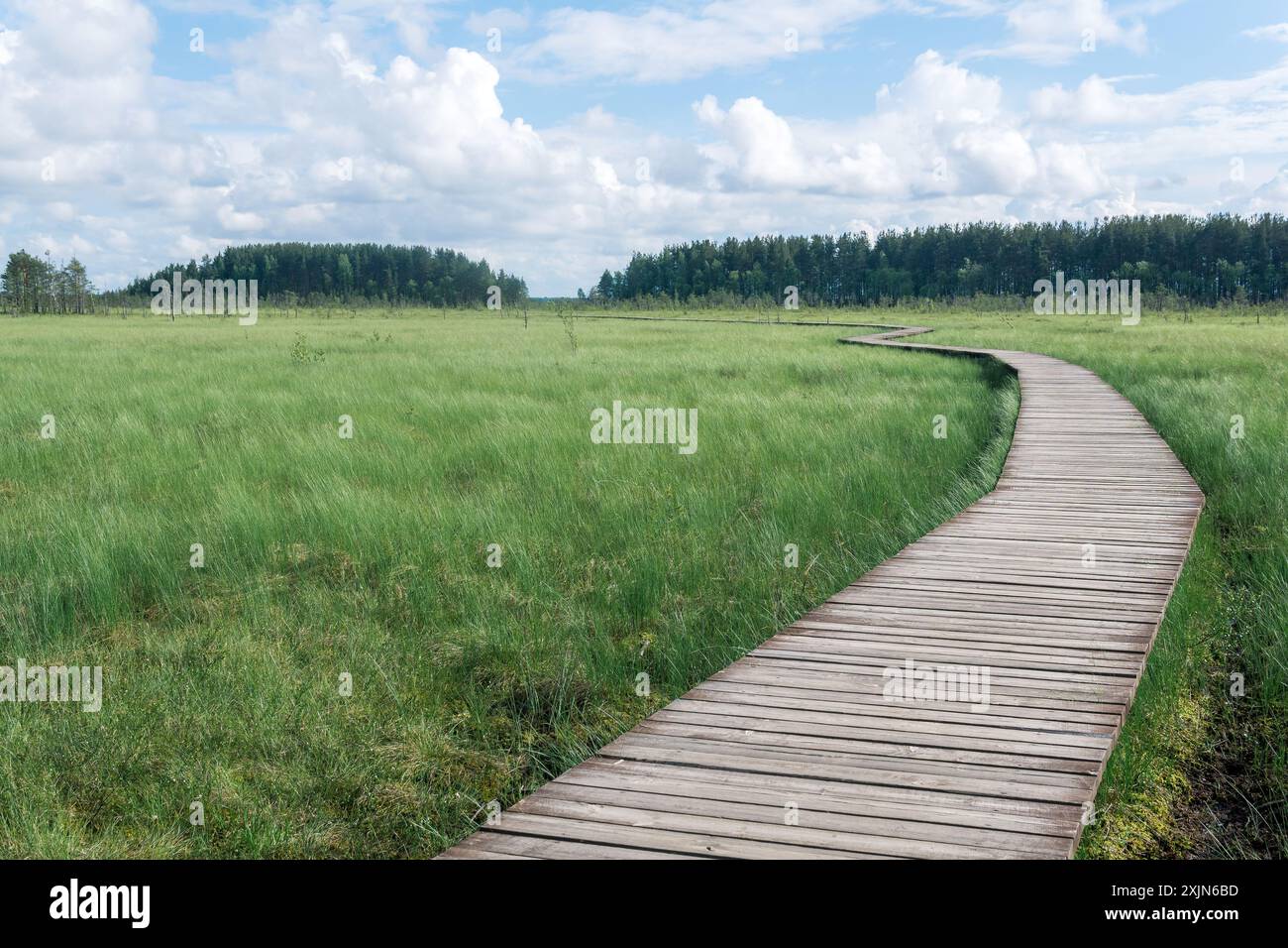wooden walkways on the tourist route through the swamp, educational ...