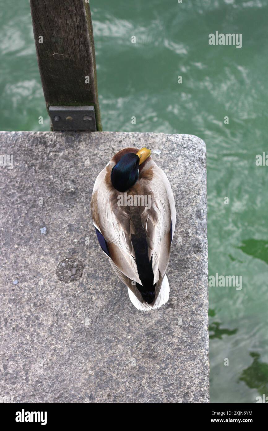 A beautiful image of a duck viewed from above, composed with the rule ...