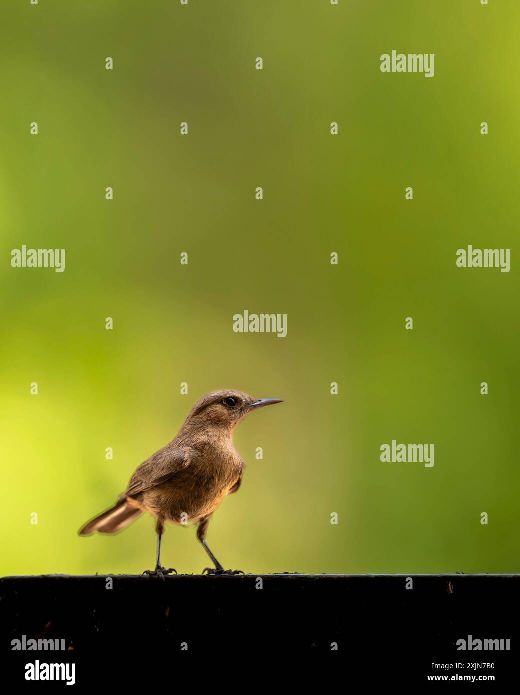 brown rock chat Indian chat Oenanthe fusca bird species perched on iron ...
