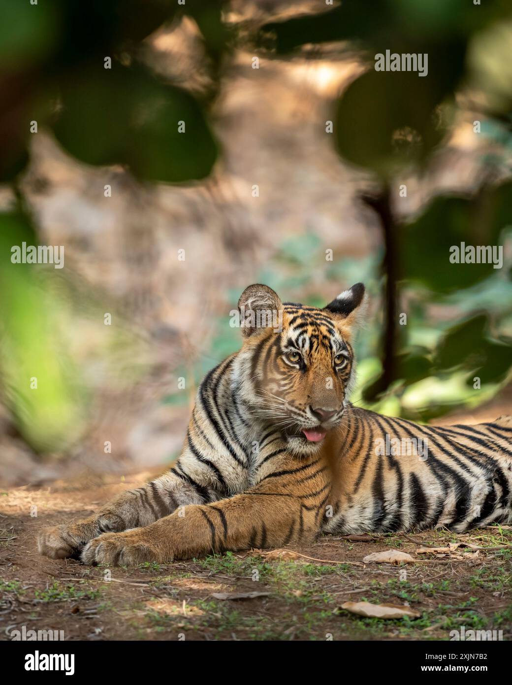 wild female tiger cub or panthera tigris closeup with face expression ...