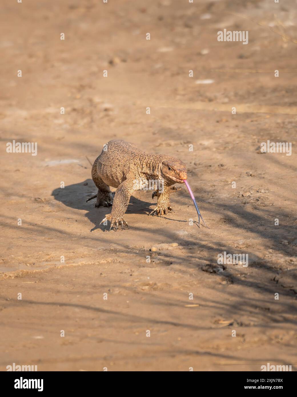 monitor lizard or bengal monitor or common indian monitor or varanus ...