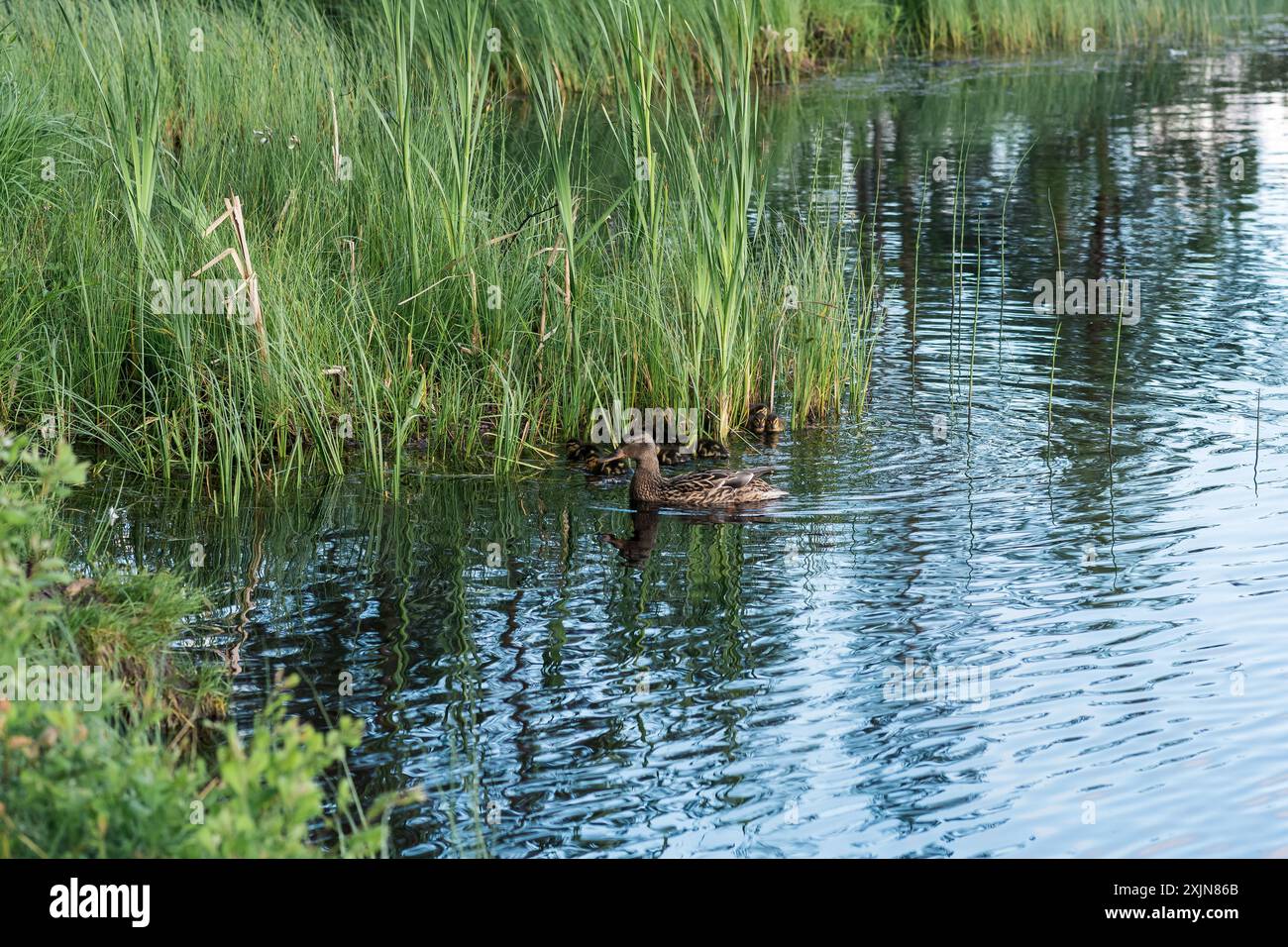 Duck and ducklings swimming in a small lake among reeds Stock Photo - Alamy