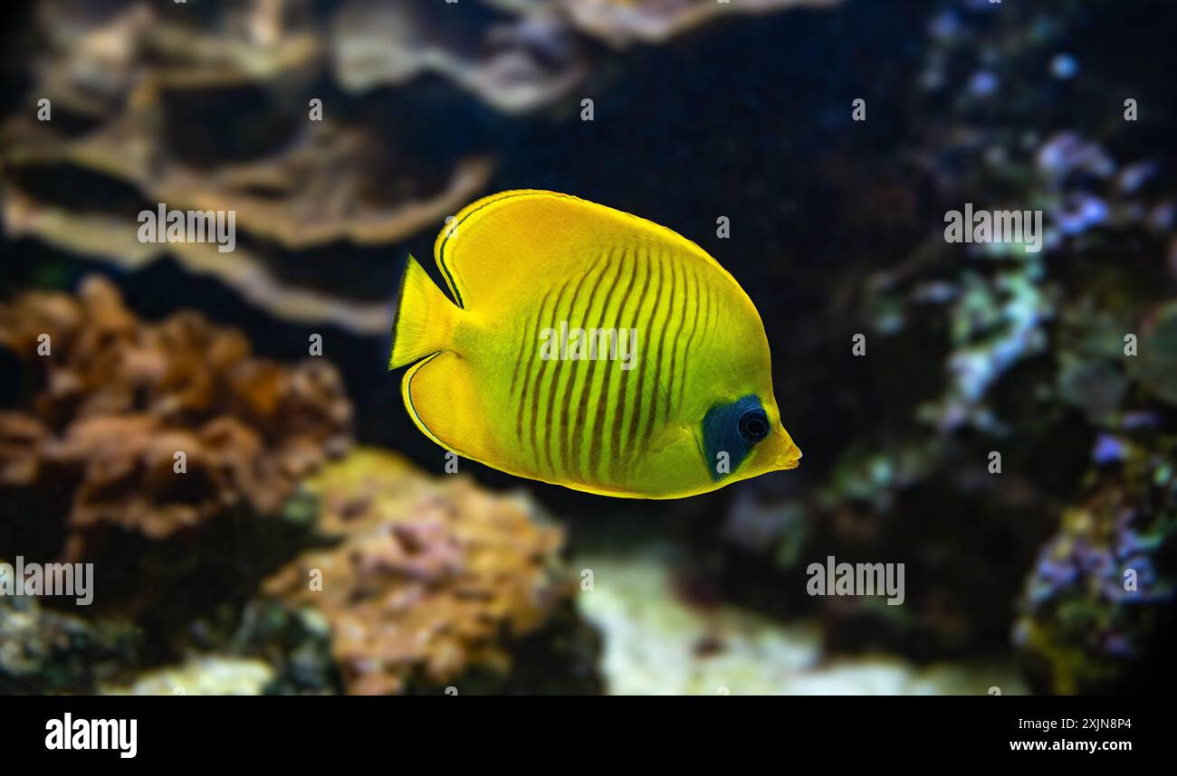Blue Cheek Butterflyfish