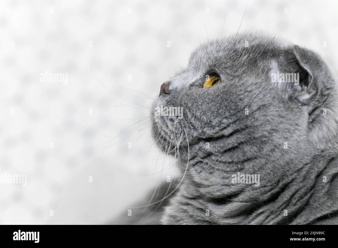 British fold hi-res stock photography and images - Alamy