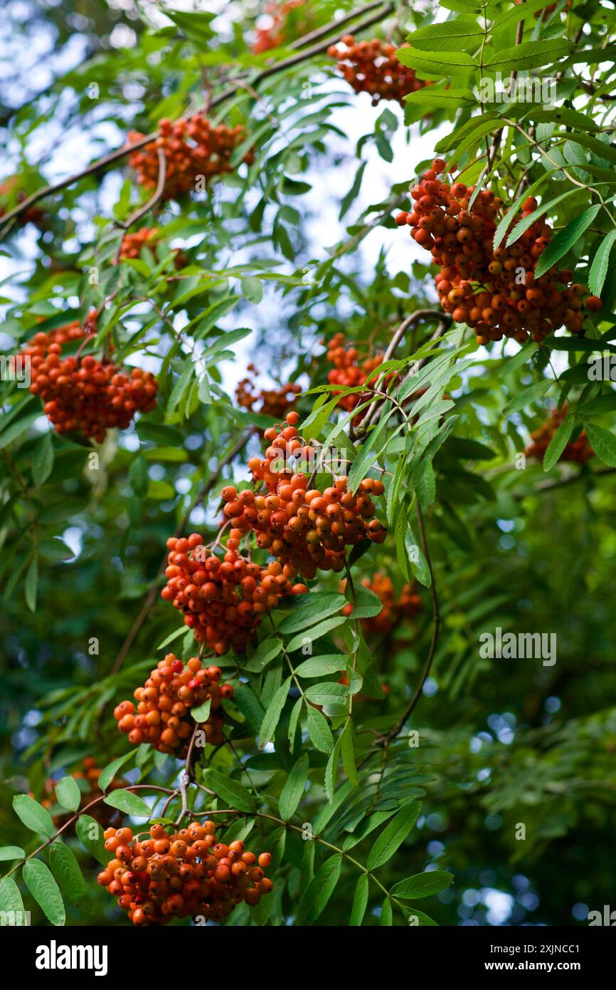 Orange rowan berries in hi-res stock photography and images - Alamy