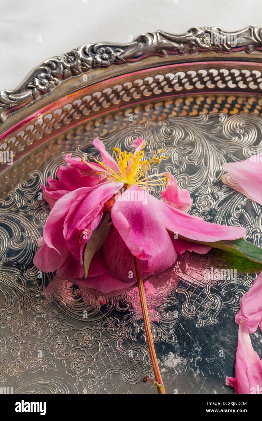 close up of pink peony flower with yellow stamen, losing petals on ...