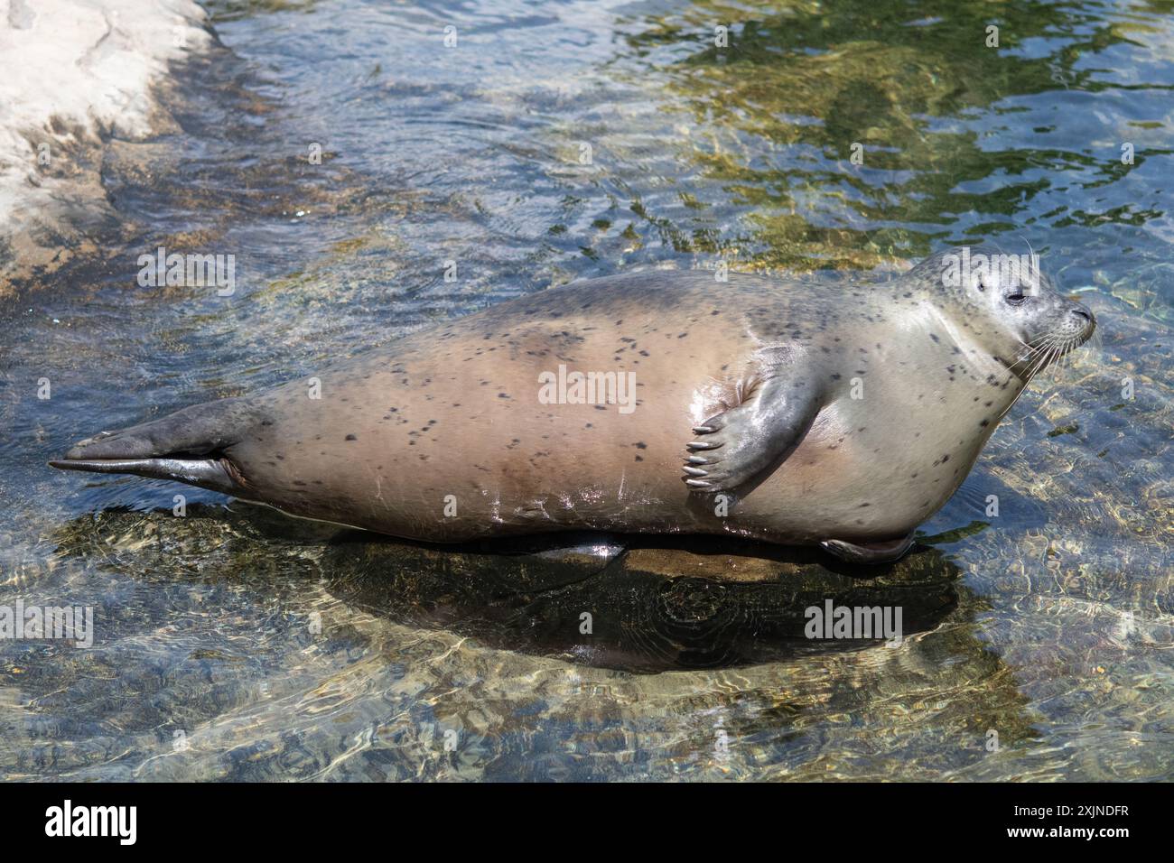 common seal in weymouth aquarium Stock Photo - Alamy