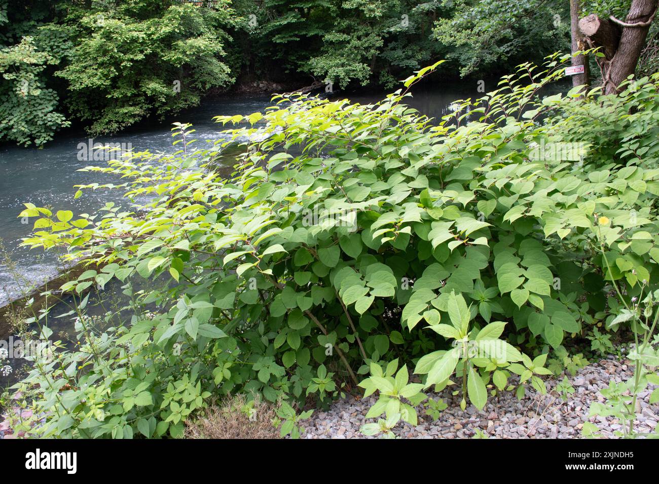 invasive plants by river japenese knotweed Stock Photo - Alamy