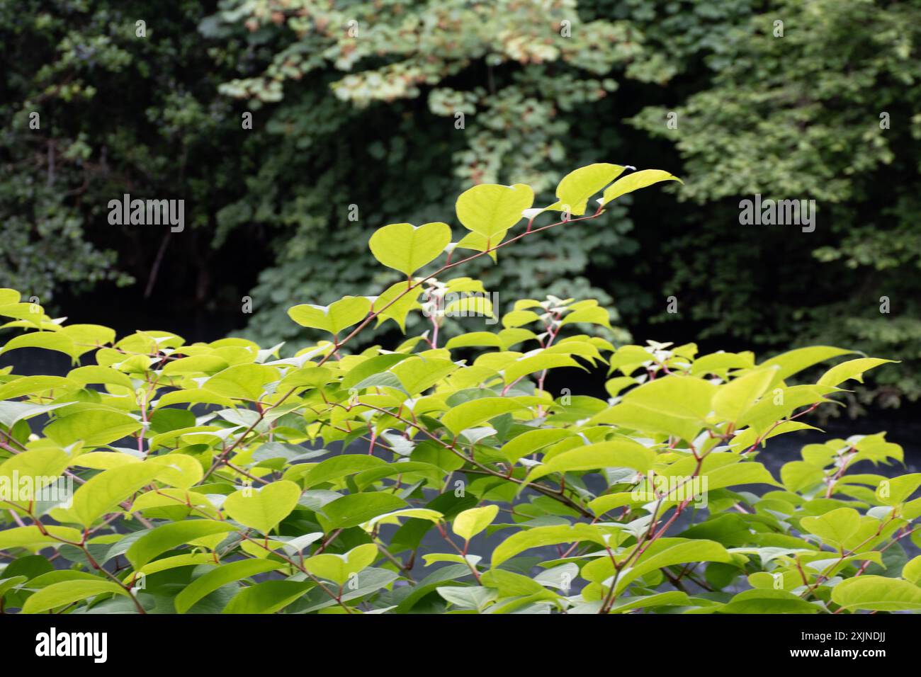 Japanese knotweed river uk hi-res stock photography and images - Alamy