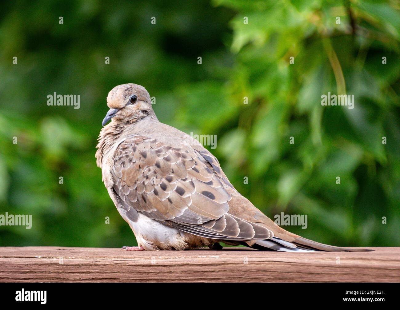 Common pigeon perched on railing hi-res stock photography and images ...