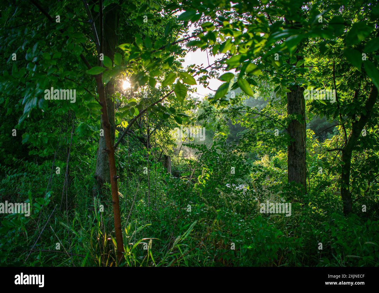 Sunlight shines through trees hi-res stock photography and images - Alamy