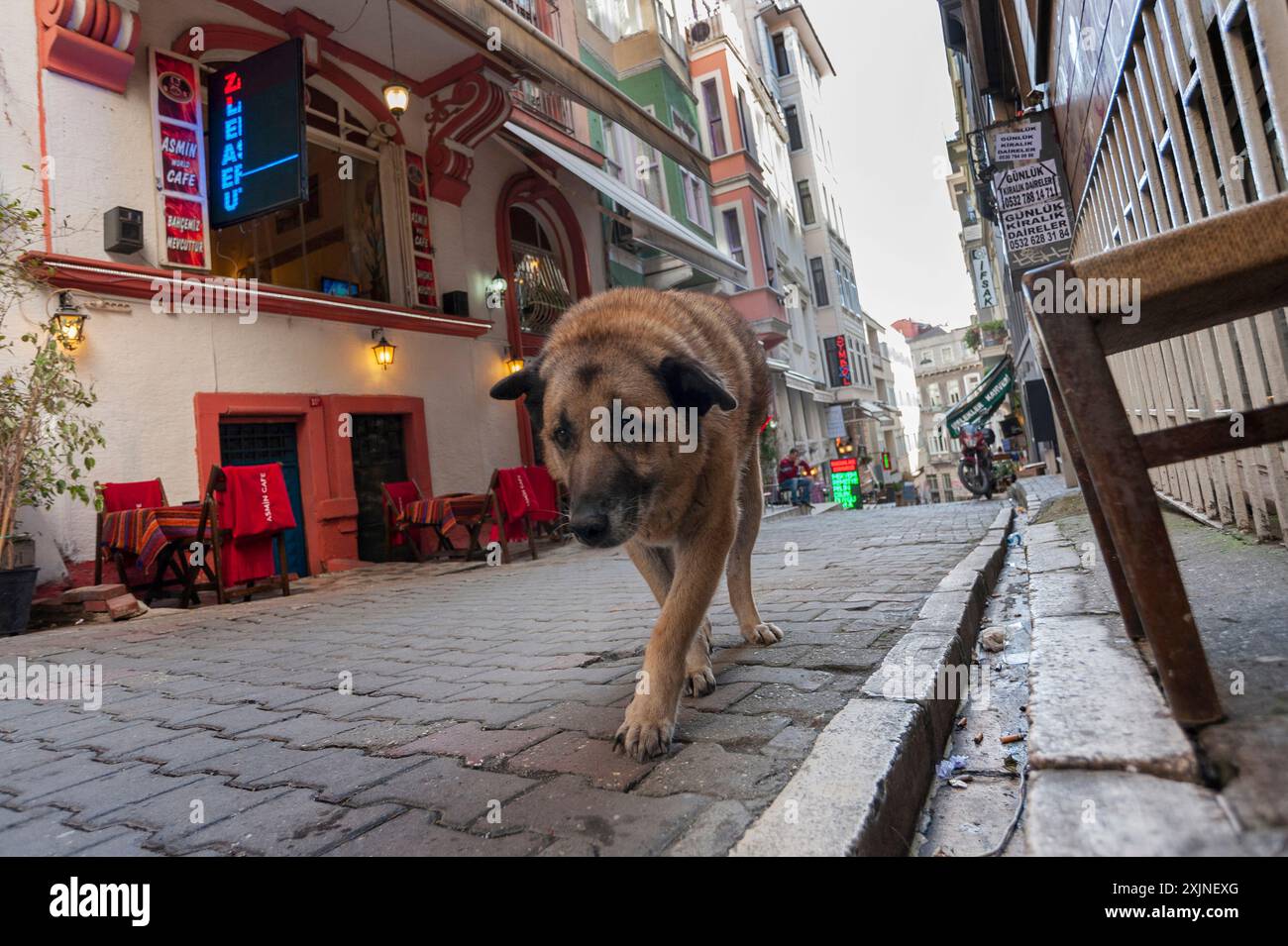 Future of turkish street dogs hi-res stock photography and images - Alamy