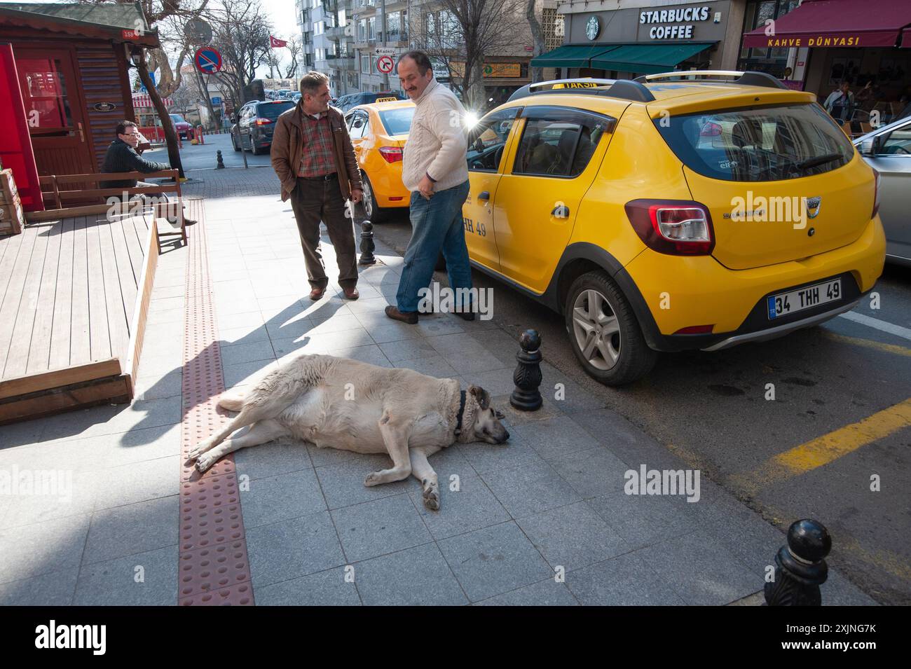 Future of turkish street dogs hi-res stock photography and images - Alamy