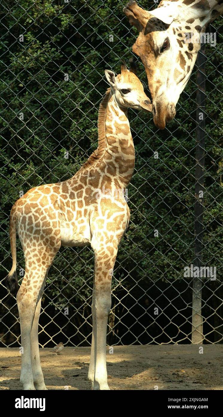 Rothschild Giraffen Jungtier, aufgenommen in Hagenbeck s Tierpark in ...