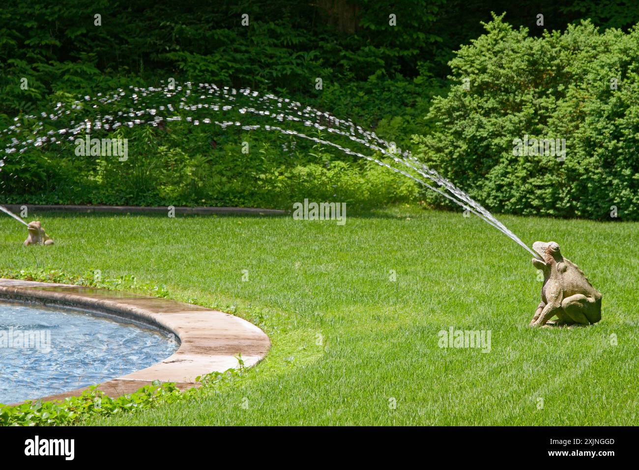 frog fountain, water spray arching from mouth, green scene, grass ...