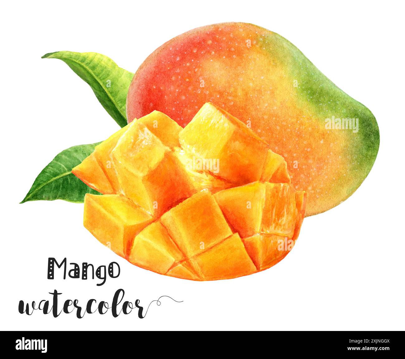 Stock illustration of mango fruit and slices in watercolor, with ...
