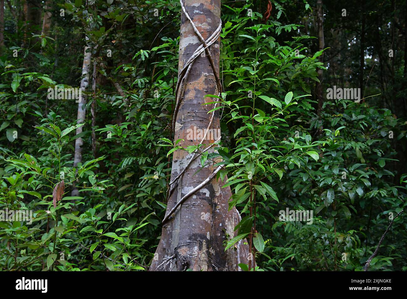 Camuflasch hi-res stock photography and images - Alamy