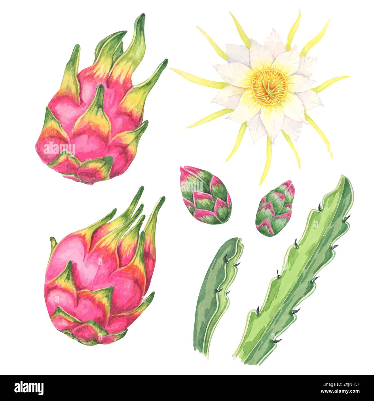 Dragon fruit fruits, slices, flower, buds and cactus leaves set ...