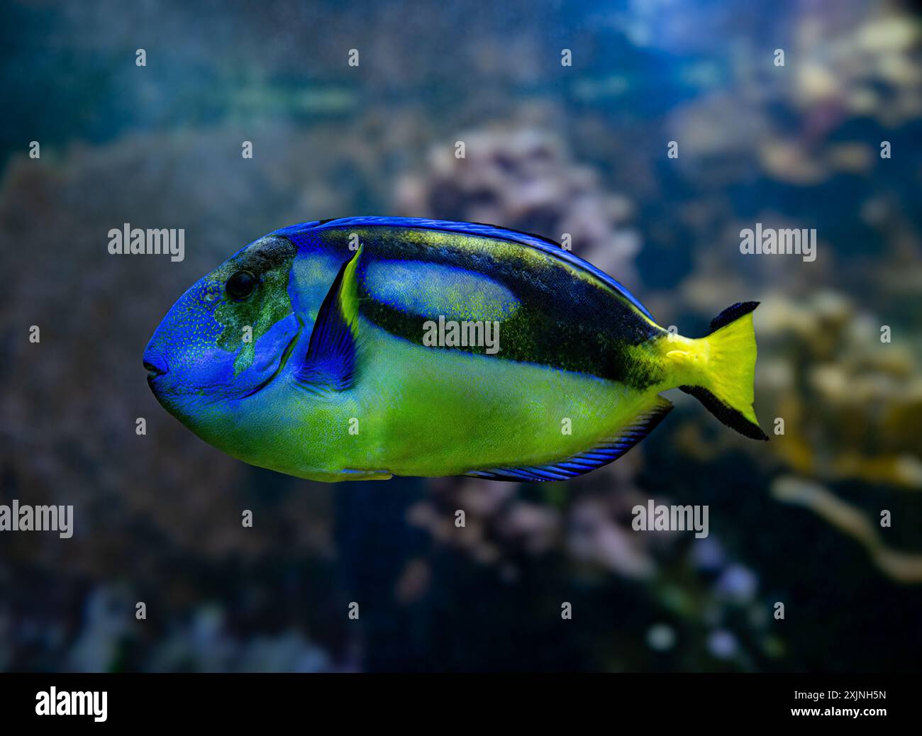 Blue Tang, Blue Hippo Tang or Palete Surgeonfish (Paracanthurus hepatus ...