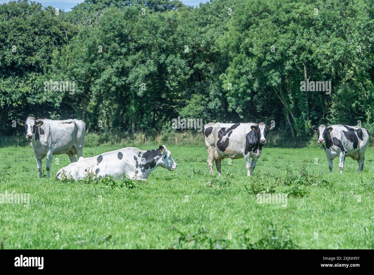 Holstein cows grazing in a field Stock Photo - Alamy