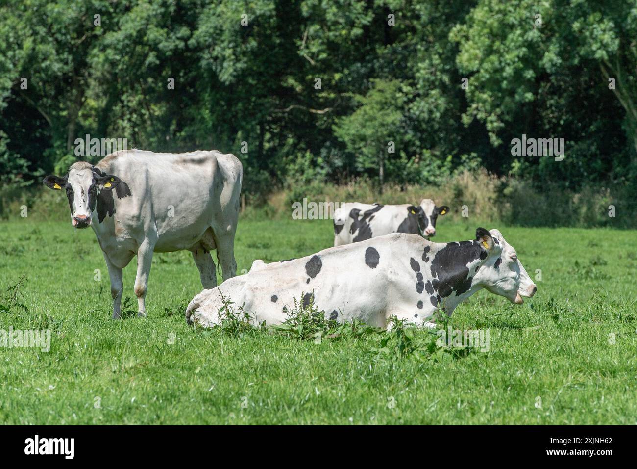 dairy cows chewing the cud in a field Stock Photo - Alamy
