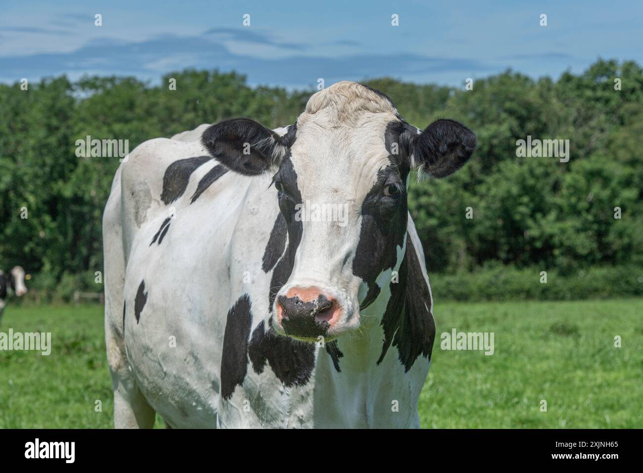 Male and female holstein cattle hi-res stock photography and images - Alamy