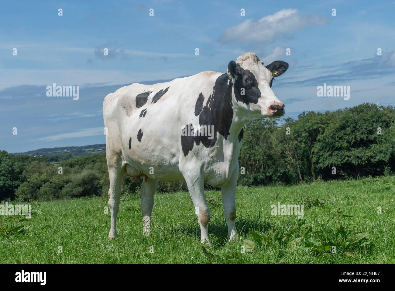 Male and female holstein cattle hi-res stock photography and images - Alamy