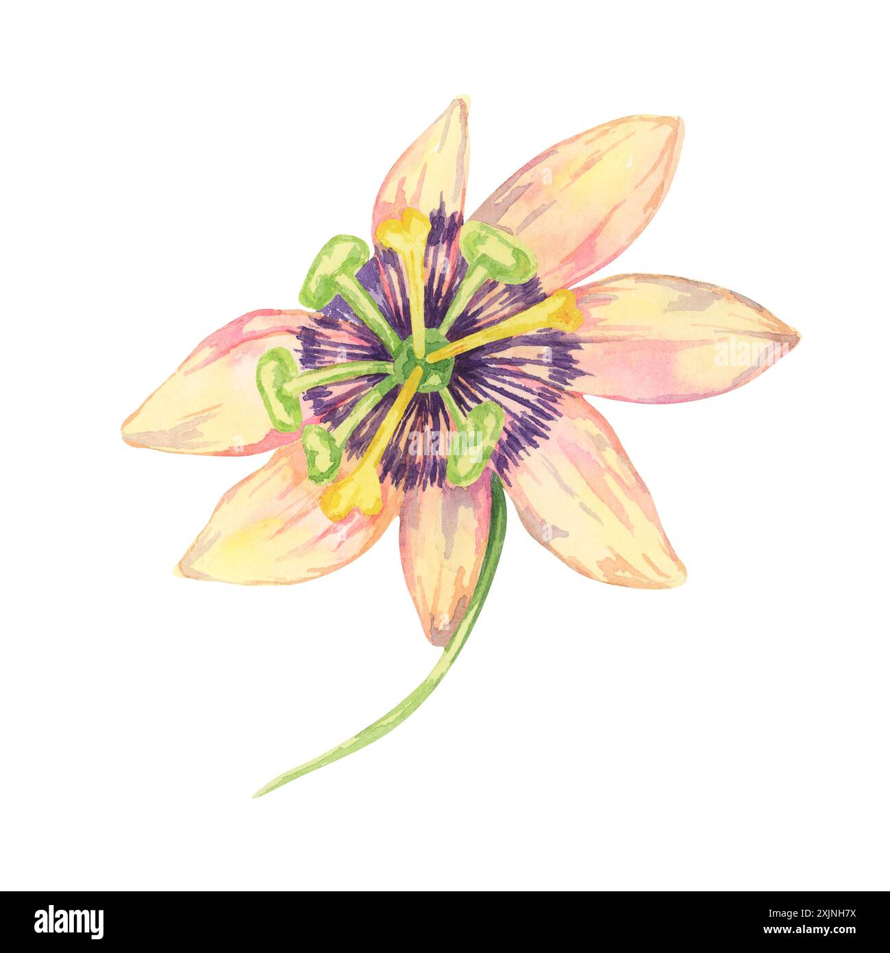 Exotic materials Cut Out Stock Images & Pictures - Alamy