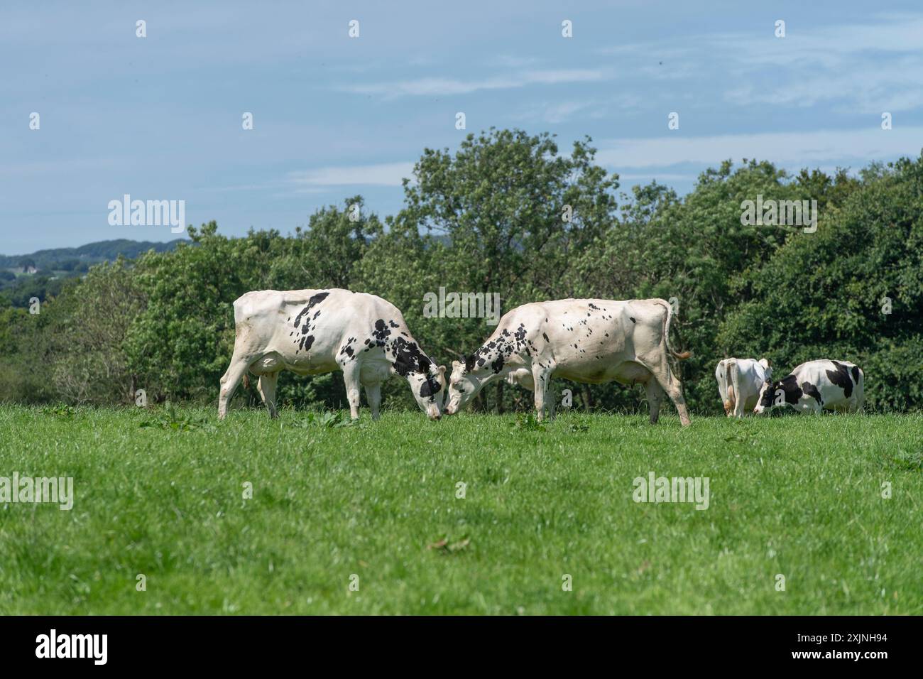 two cows, arguing in a field Stock Photo - Alamy