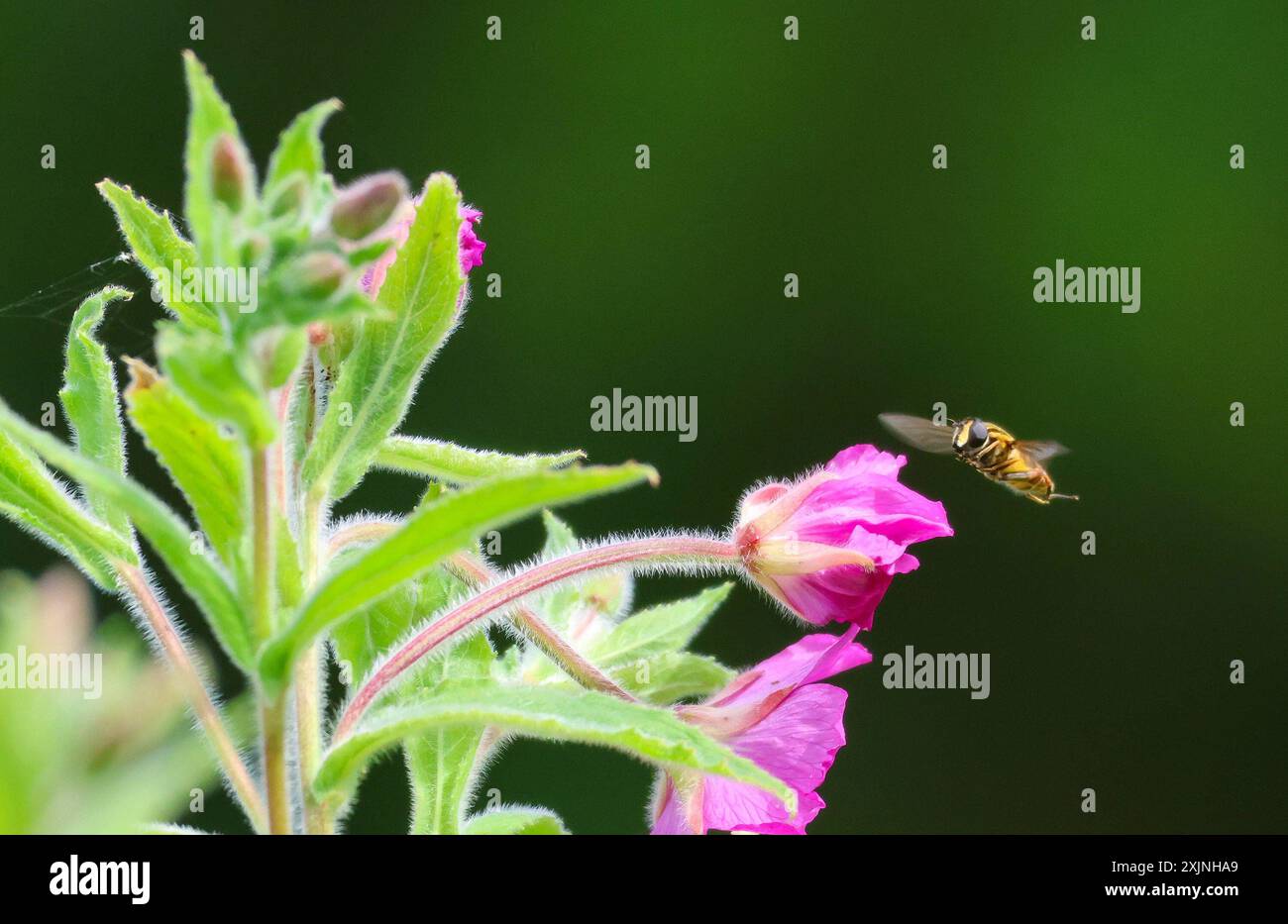 Insect plant lough neagh hi-res stock photography and images - Alamy
