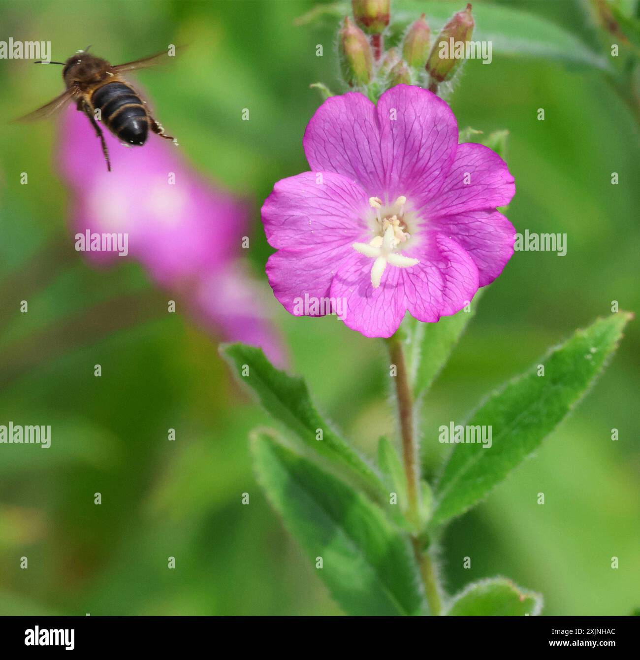 Insect plant lough neagh hi-res stock photography and images - Alamy