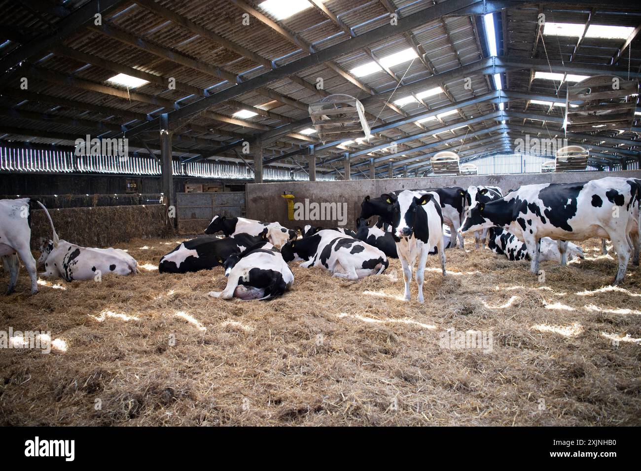 dairy cows in loose housing straw barn Stock Photo - Alamy