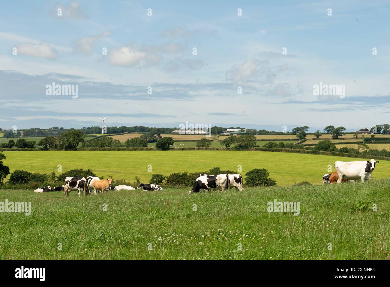 Dairy cows standing lying down hi-res stock photography and images - Alamy