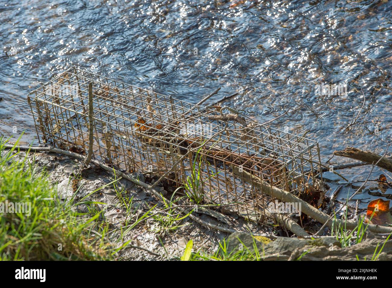 Mink trap hi-res stock photography and images - Alamy