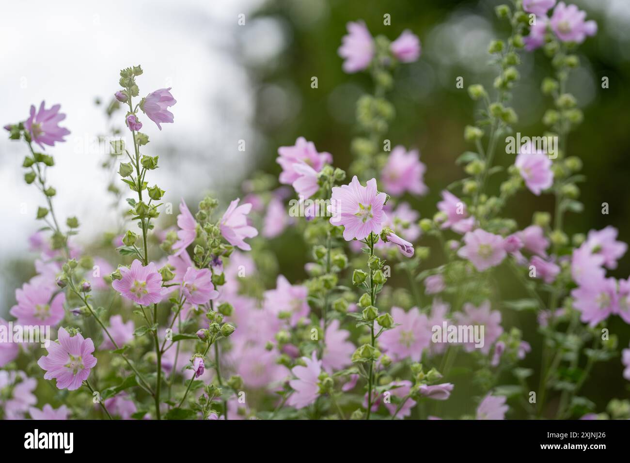 Musk-mallow flowers with their pink petals. Musk Mallow, Malva moschata ...
