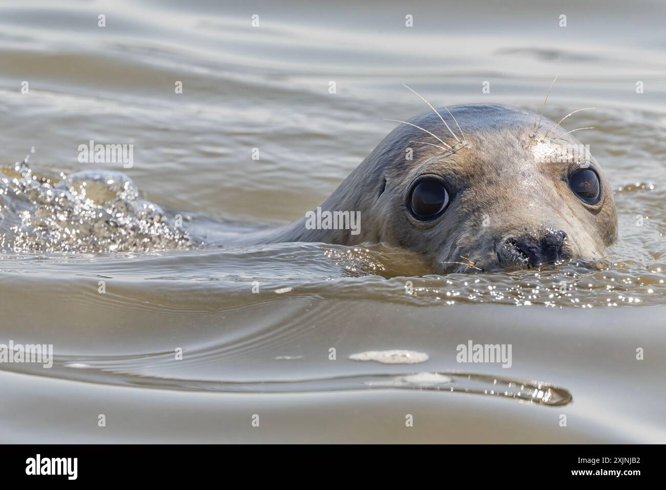 Seal pig hi-res stock photography and images - Alamy