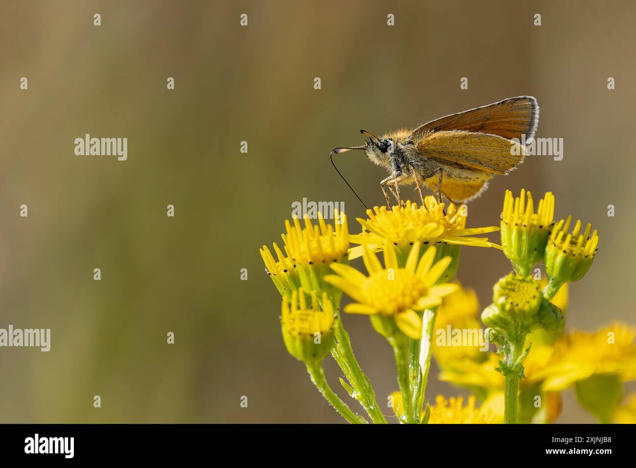 Widespread skipper hi-res stock photography and images - Alamy