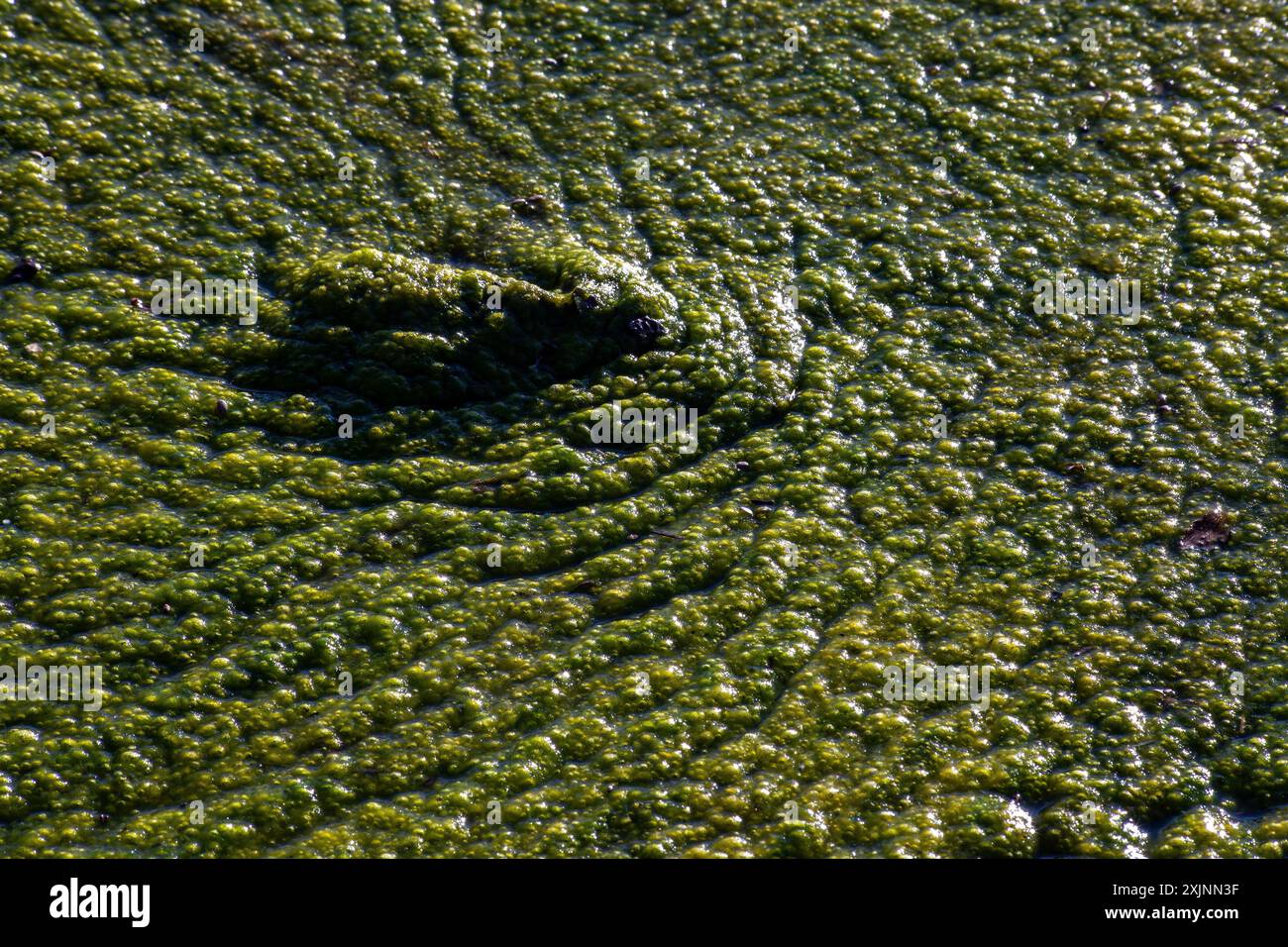 ecology of algae blooms in the lake Stock Photo - Alamy