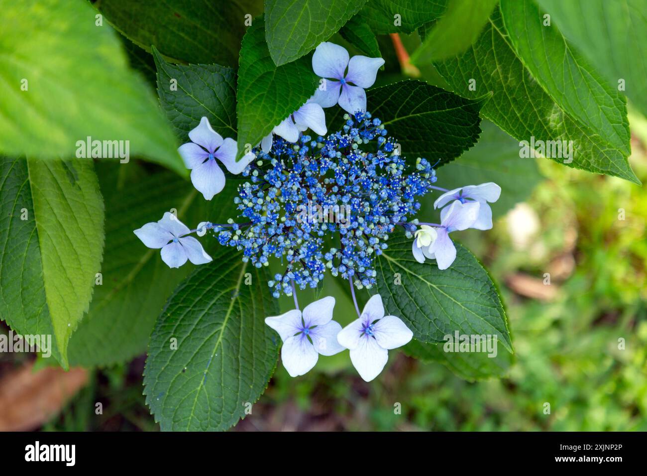 Clerodendrum bungei, commonly known as rose glory bower, glory flower ...